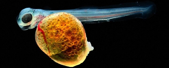 Comparative Physiology – University of Ottawa